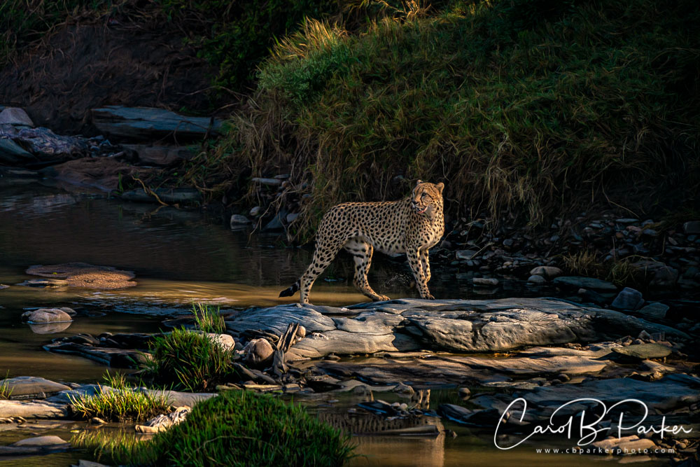 Cheetahs Don’t Like Water – CarolParkerPhoto
